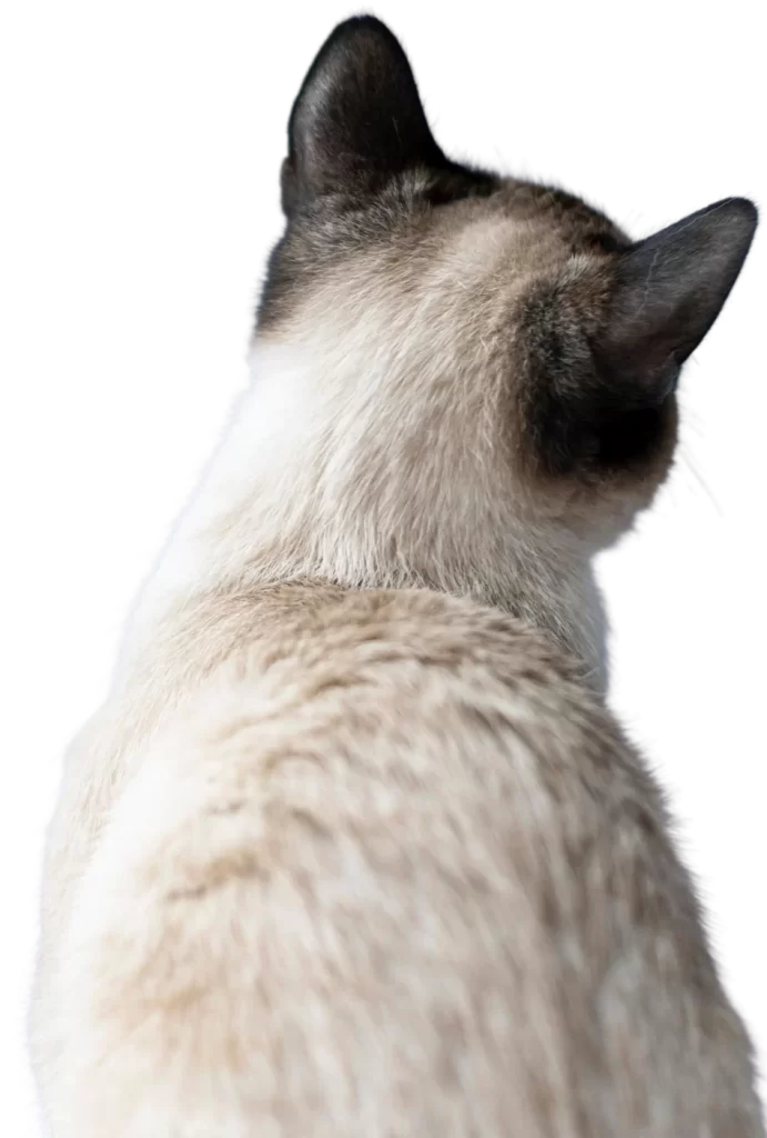 Landing Pages - Powercat